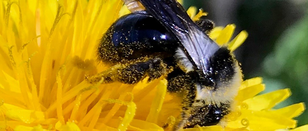 Hum om humlor - Göteborgs botaniska trädgård