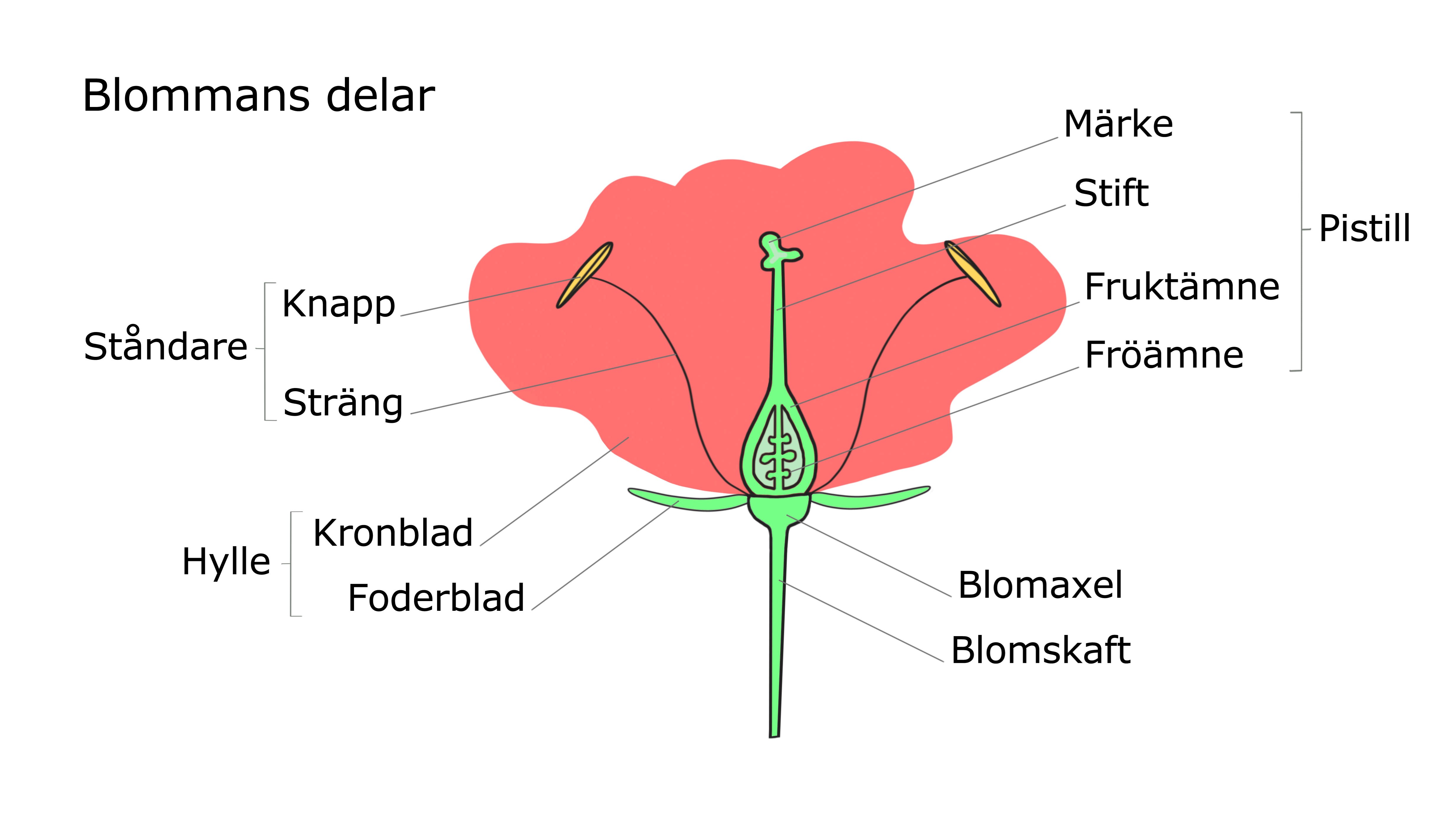 Vad är pollinering? - Göteborgs botaniska trädgård