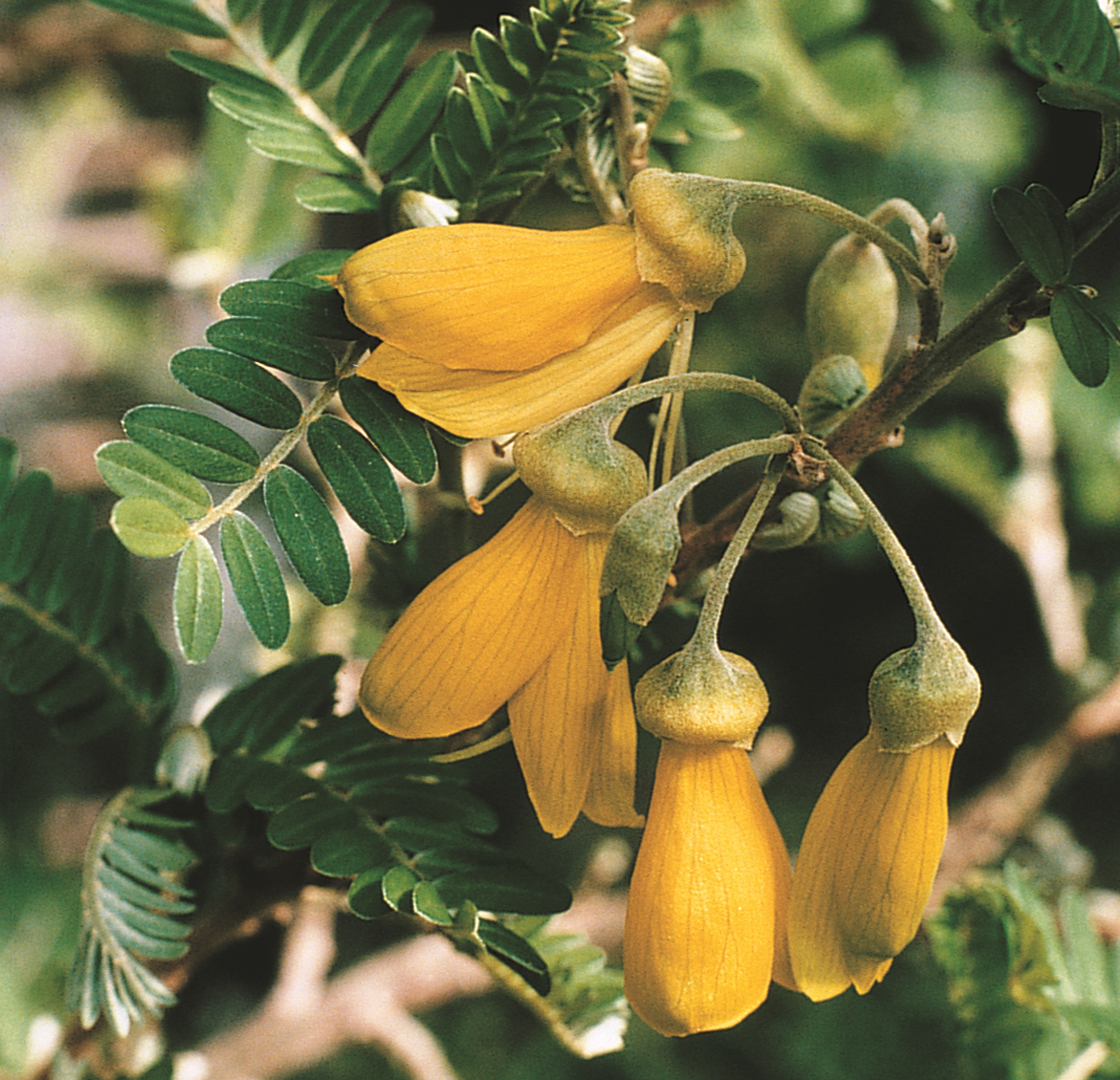 Easter Island tree - Gothenburg Botanical Garden