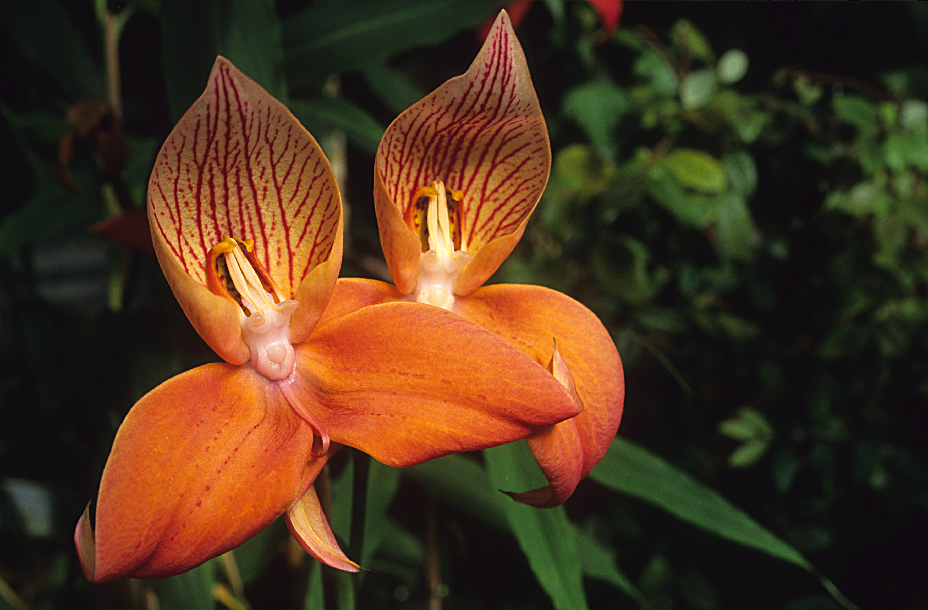 Disa uniflora - Public_Botaniska