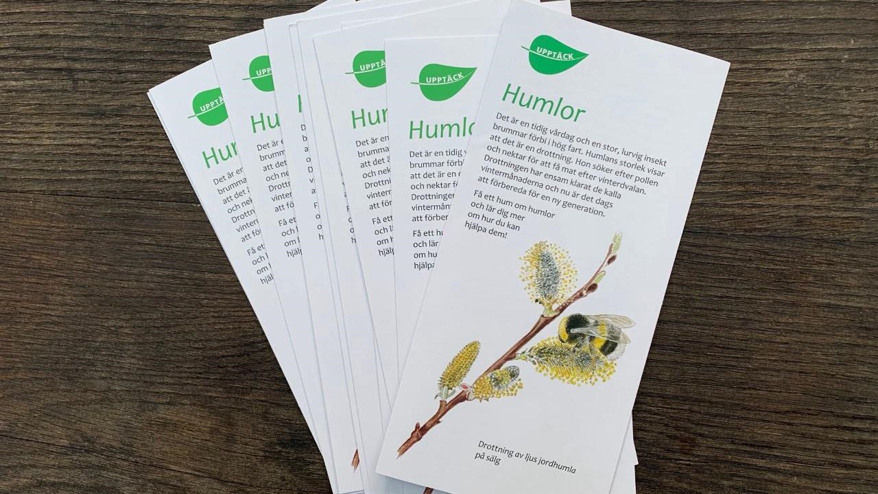Hum om humlor - Göteborgs botaniska trädgård